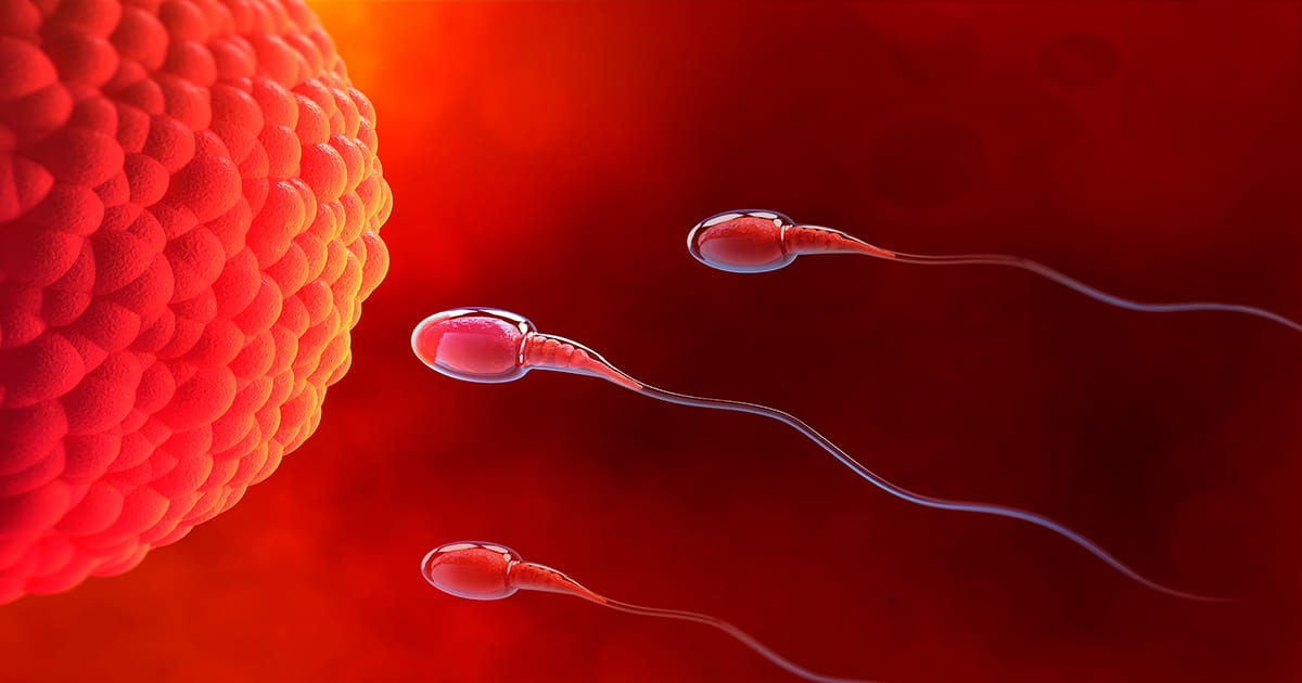 El espermatozoide: así se forma y se desarrolla