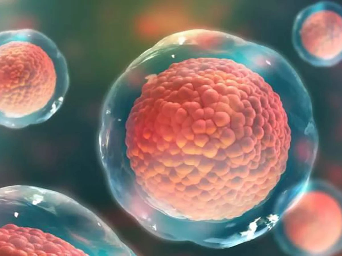 ¿Qué sucede durante la implantación del óvulo?