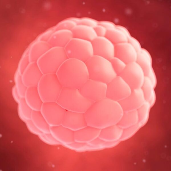 El Calendario de Embarazo Semana a Semana: Guía Completa